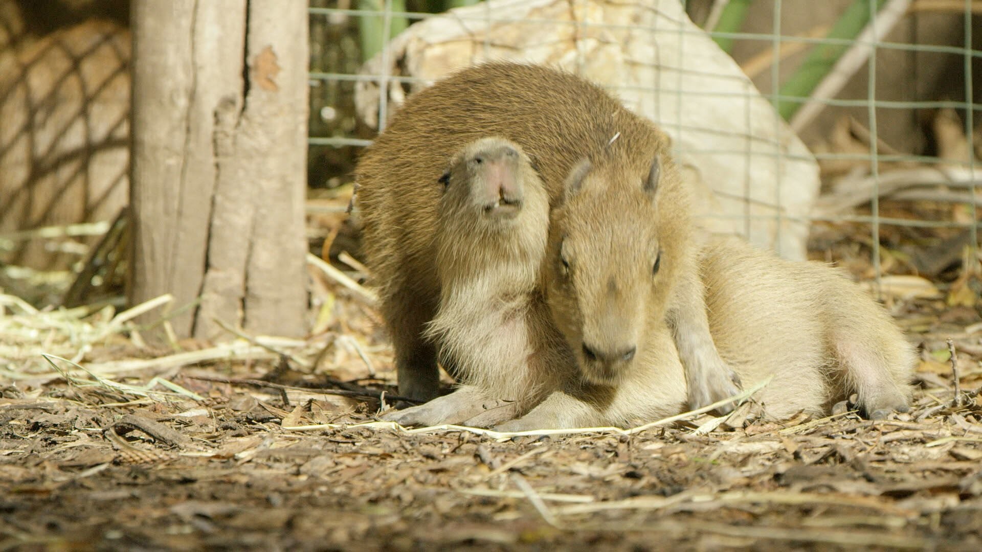 Watch Cute Baby Animals Season 1 Episode 10 Online - Stream Full Episodes