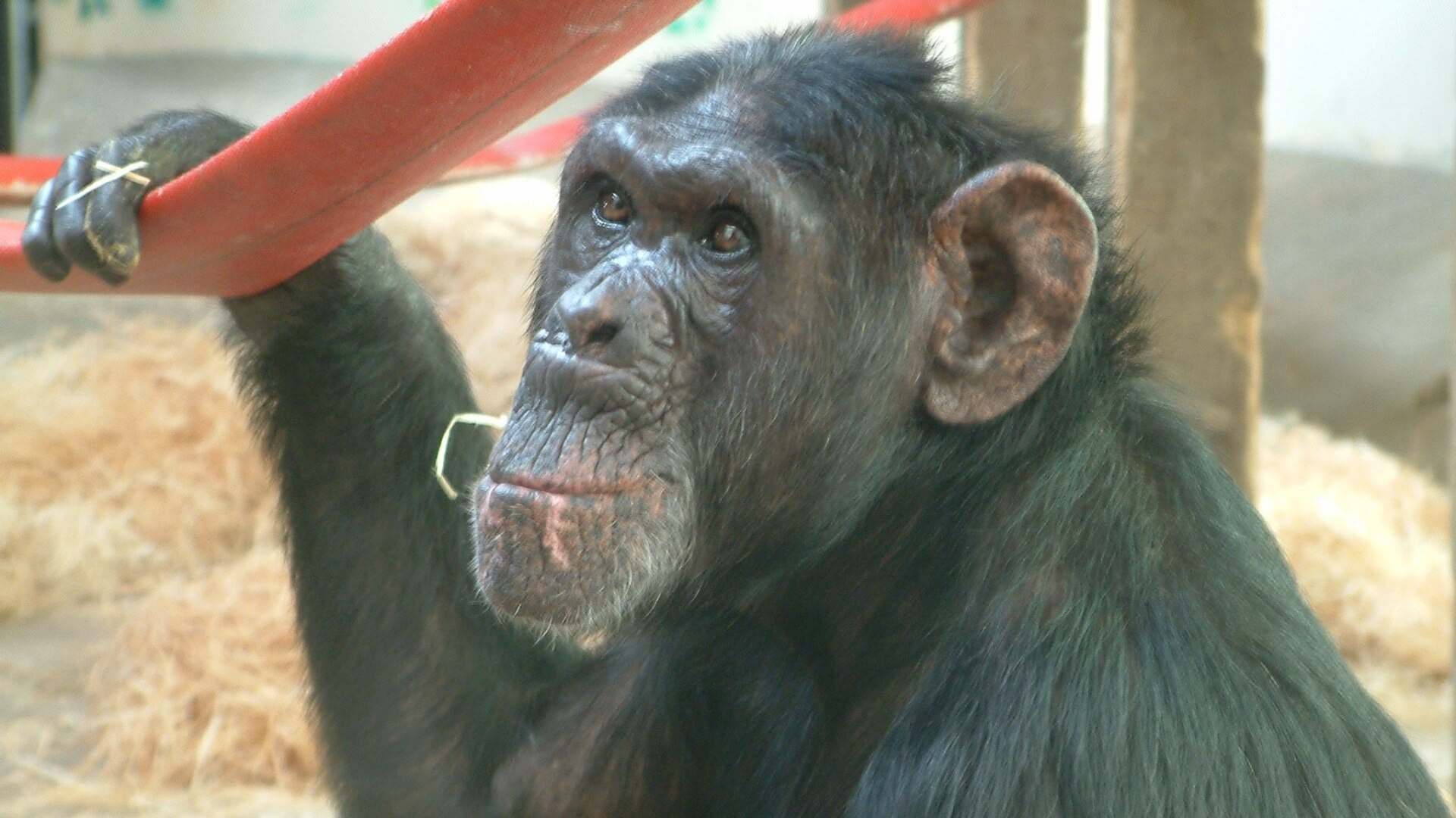 Watch Monkey Life Season 1 Episode 5 Online - Stream Full Episodes