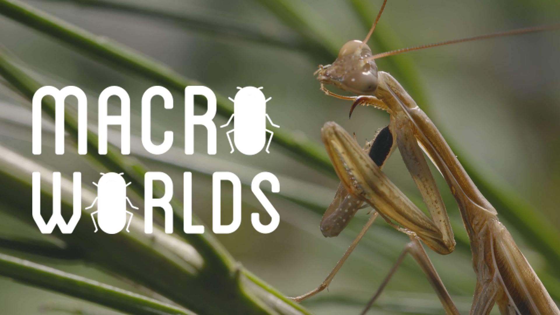 Watch Macro Worlds Online - Stream Full Episodes