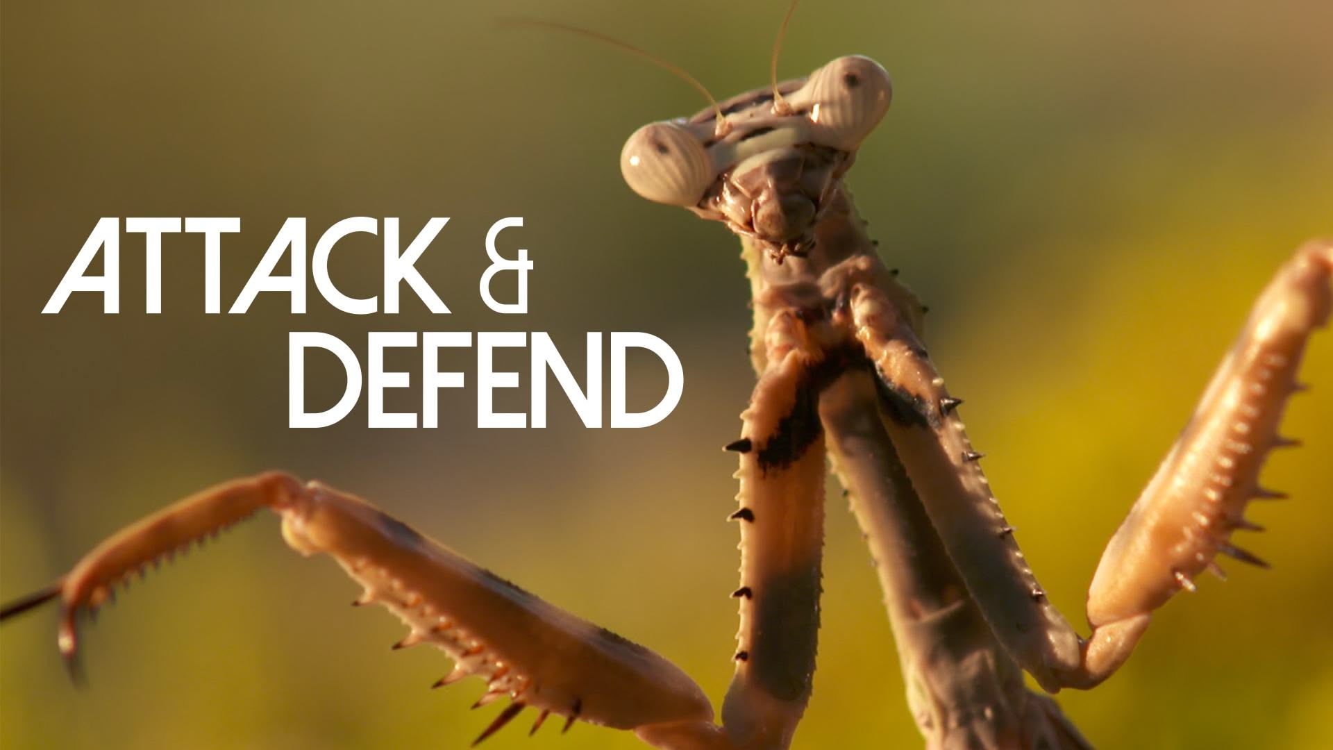 Watch Attack & Defend Online - Stream Full Episodes
