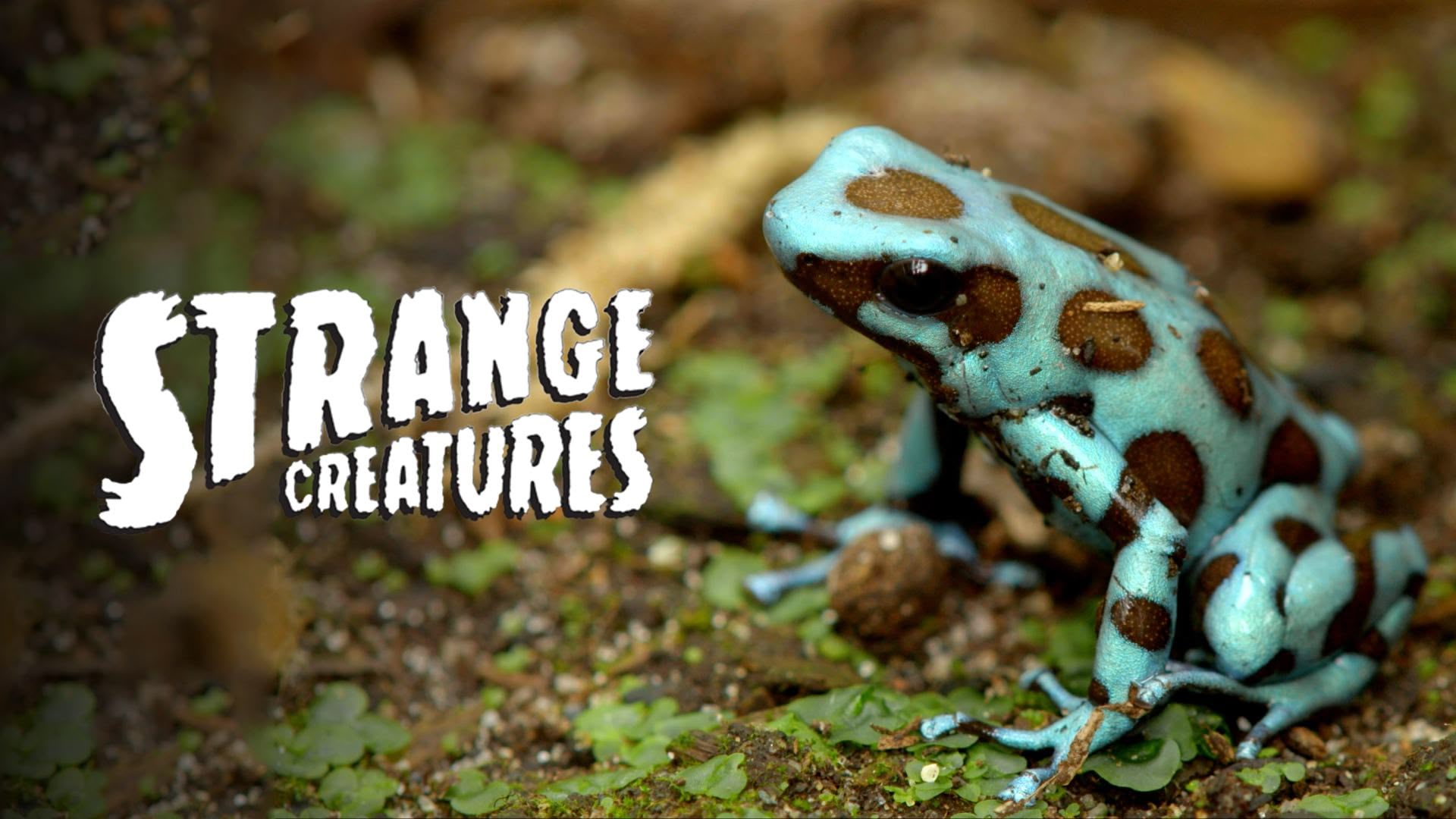 Watch Strange Creatures Online - Stream Full Episodes