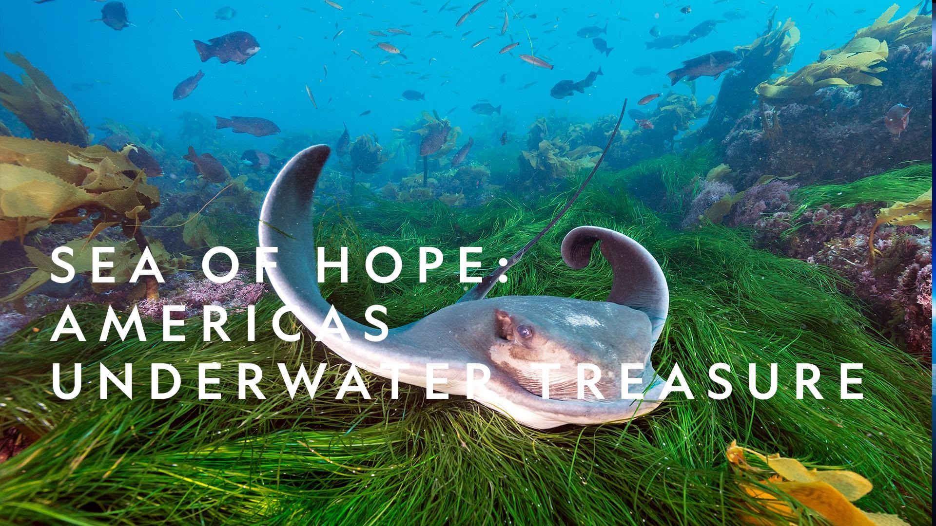 Watch Sea Of Hope: America's Underwater Treasures Online - Stream Full ...